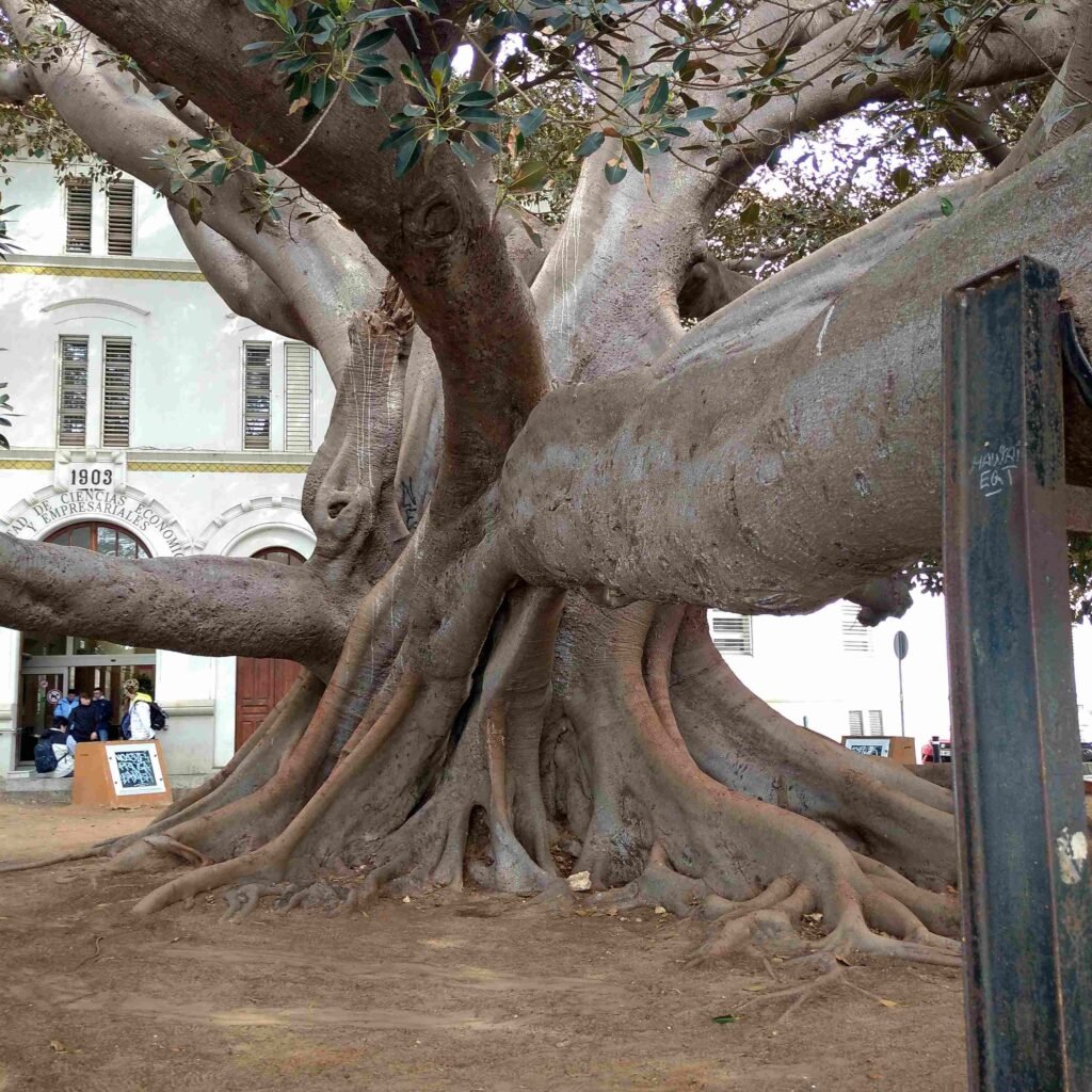 The Famous Strangler Figs of Cádiz - Visiting Cádiz